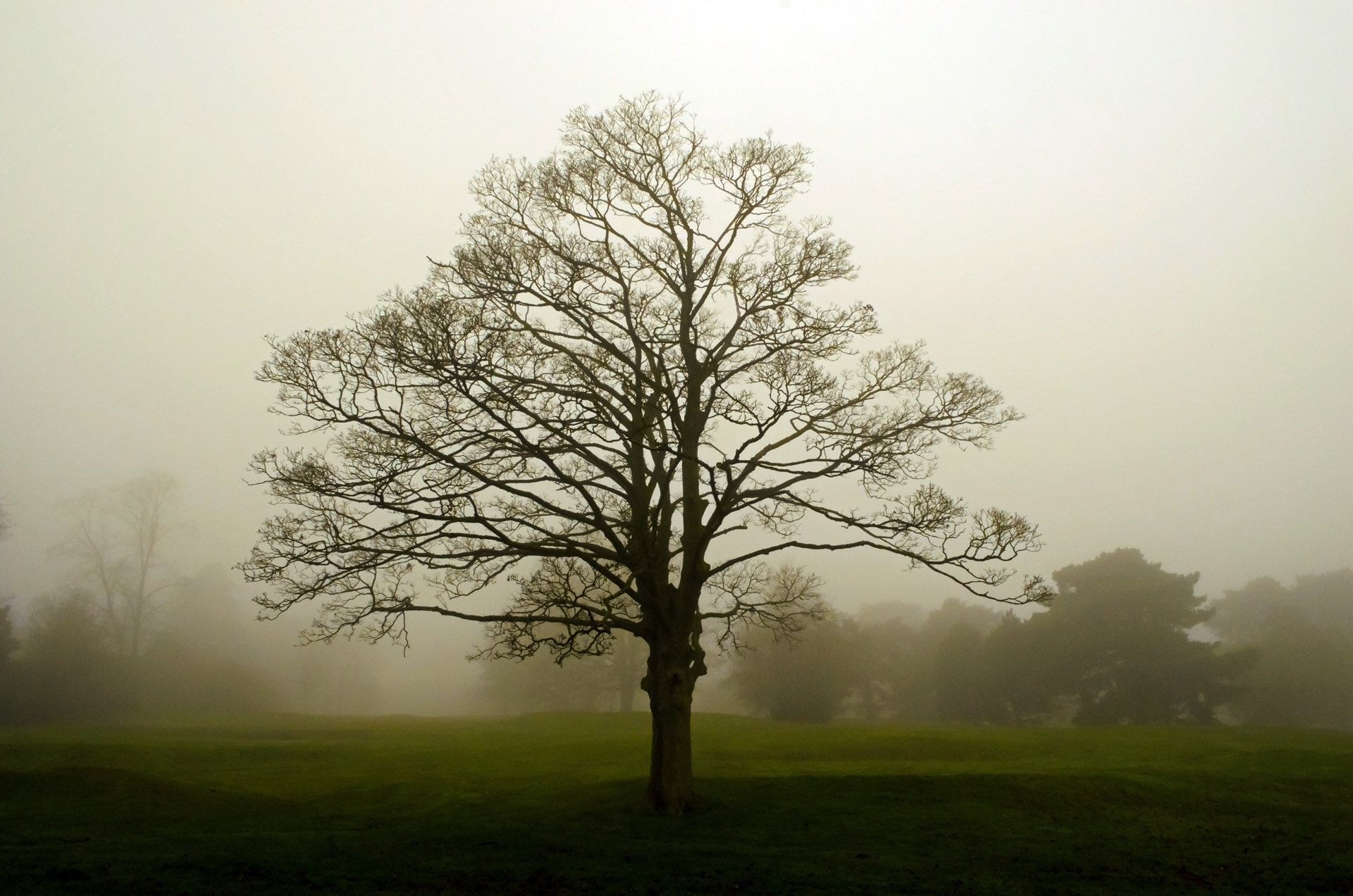 Fog#1 Tree – Inspirational Christian Blogs